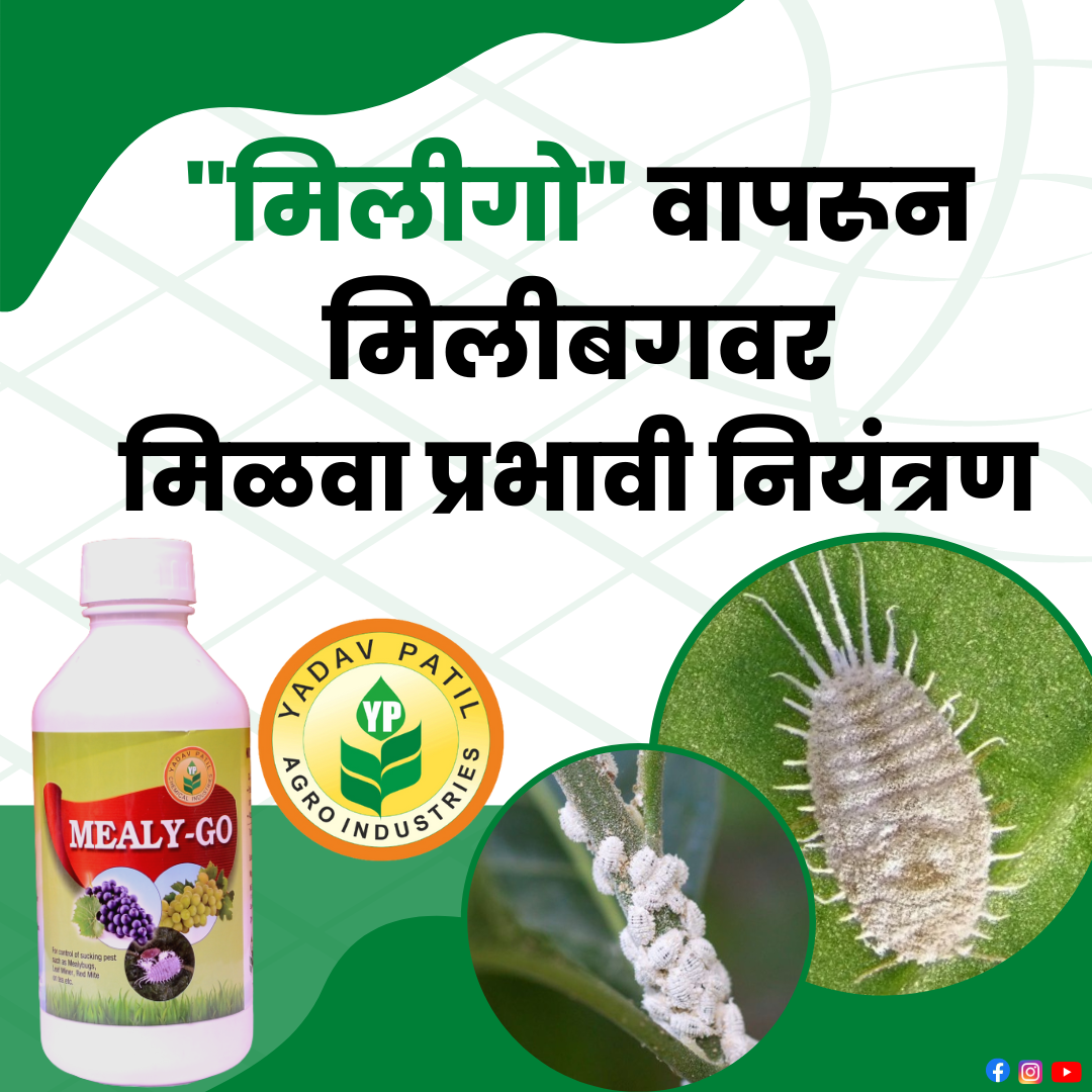 Mealy Go – For Strong Control On Mealybug – 500 ML – AGRO SHOPY